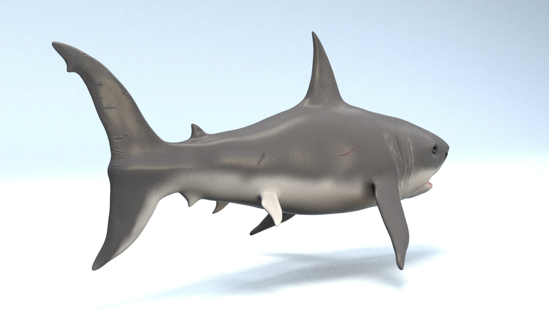 White Shark Model - TurboSquid 1729572