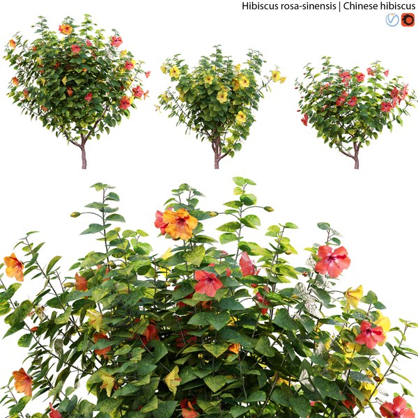 Hibiscus 3D Models for Download | TurboSquid