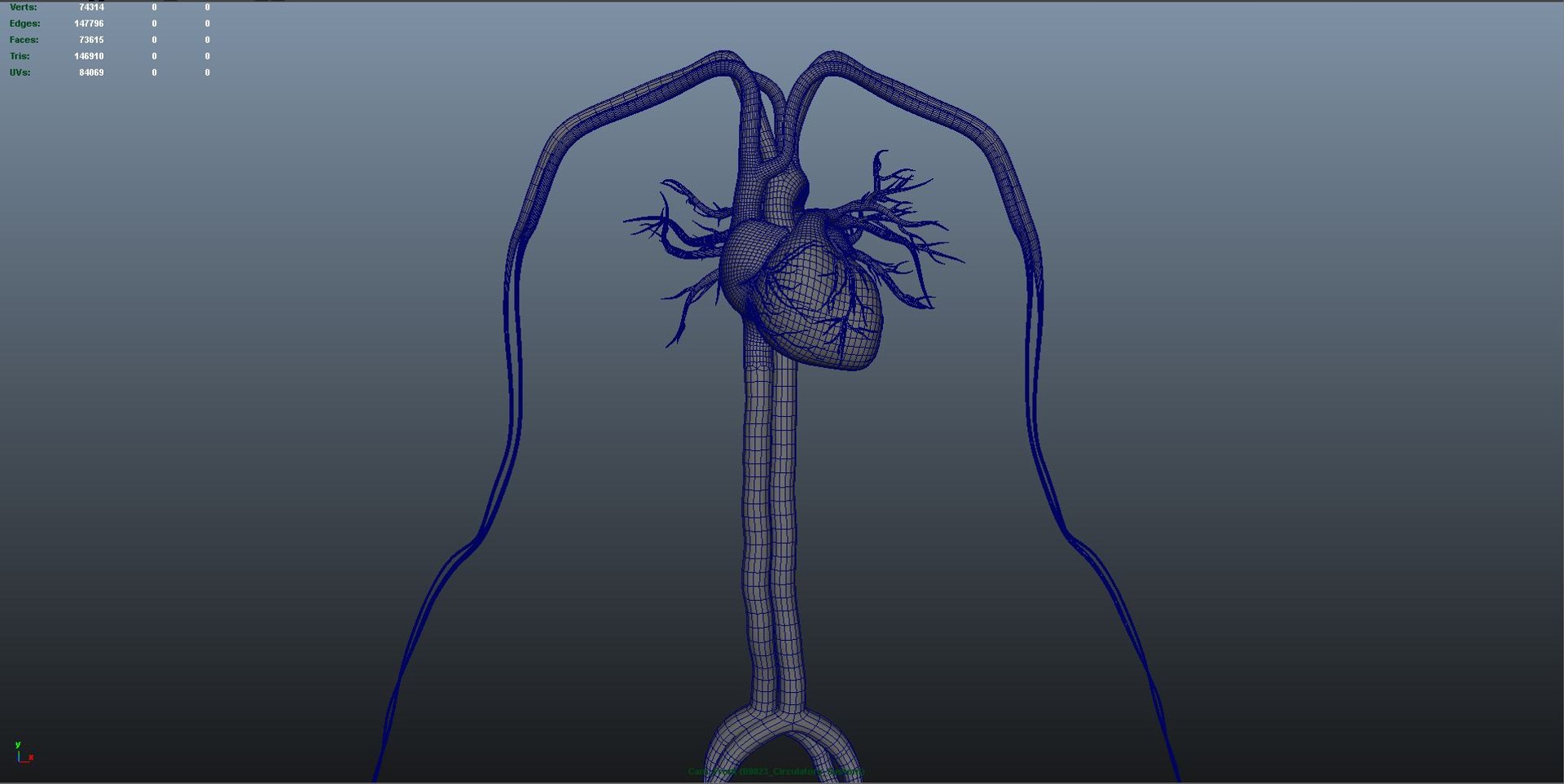 circulatory heart 3d obj