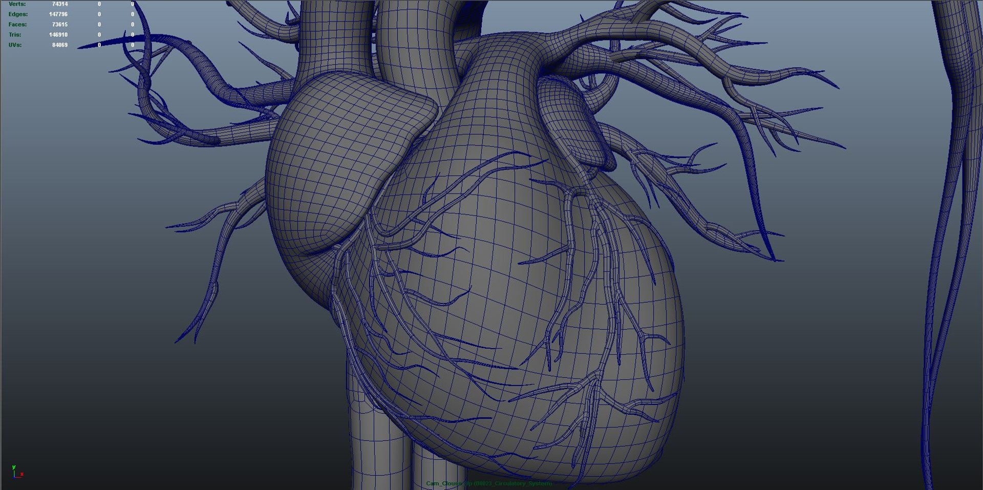 circulatory heart 3d obj