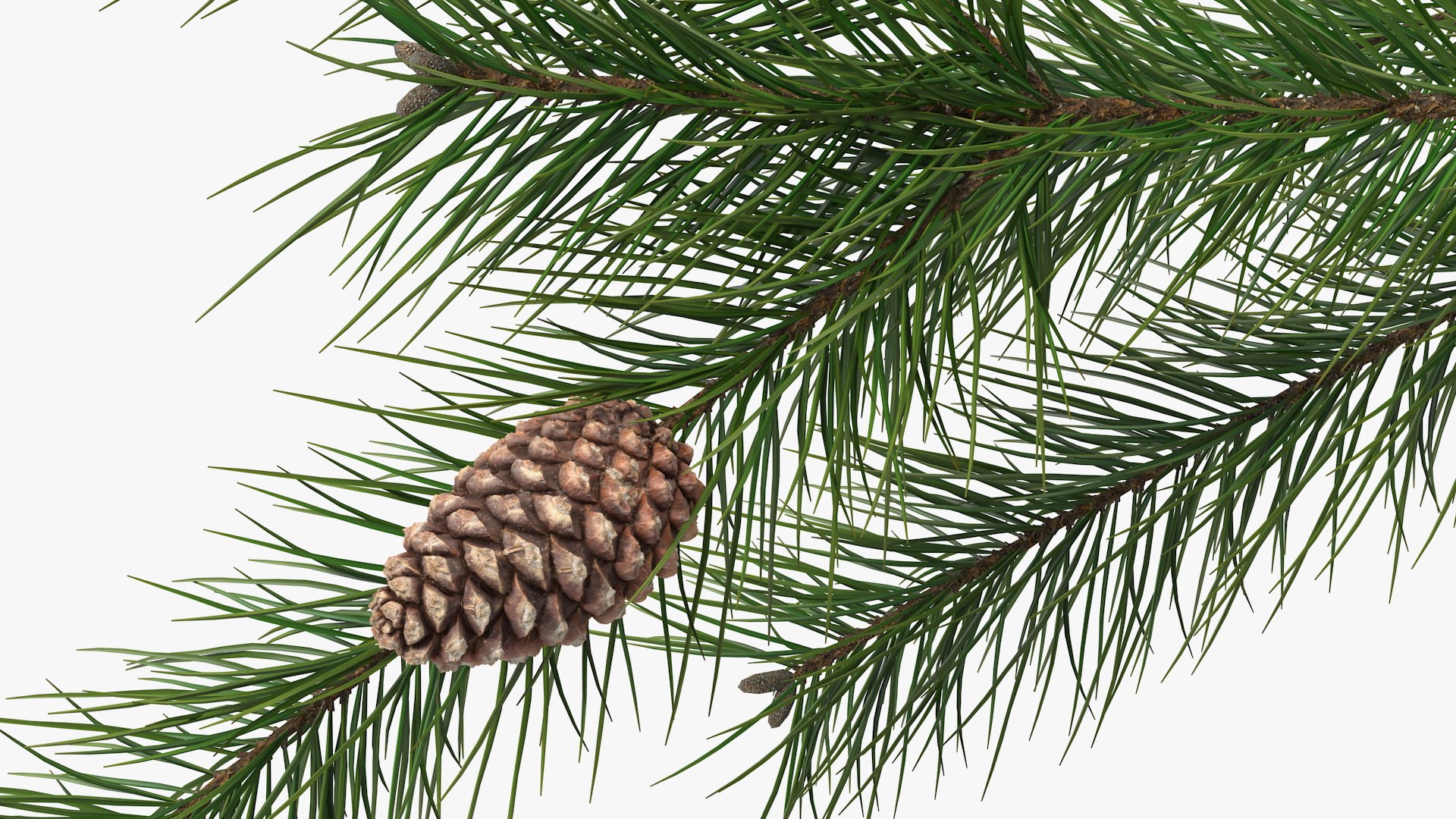 Pine branch cones 3D model - TurboSquid 1436141