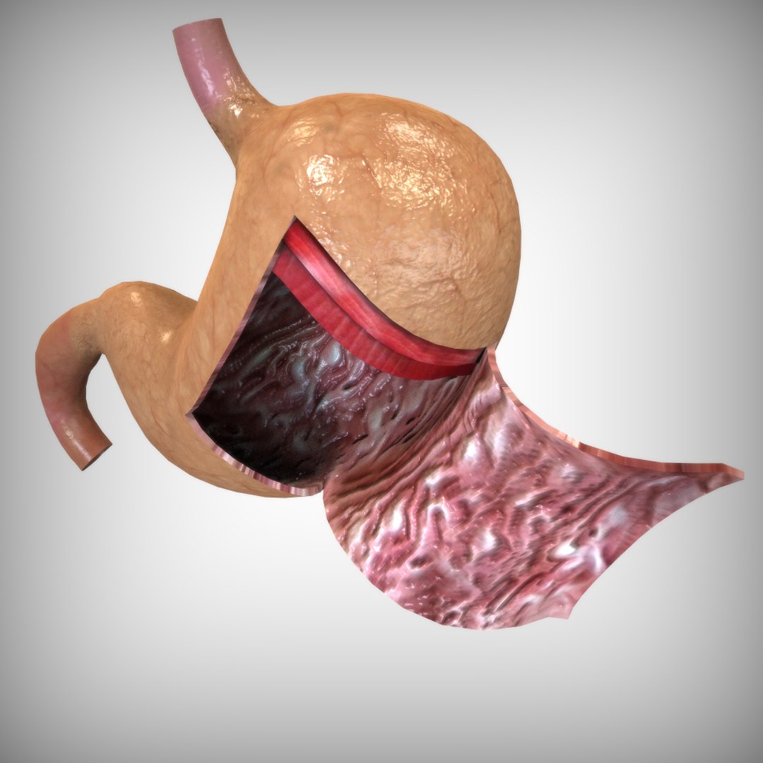 Stomach Anatomy 3D Model - TurboSquid 1521198