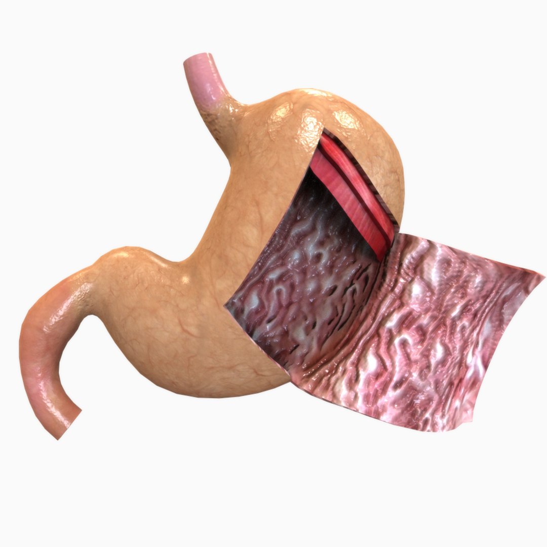 Stomach Anatomy 3D Model - TurboSquid 1521198