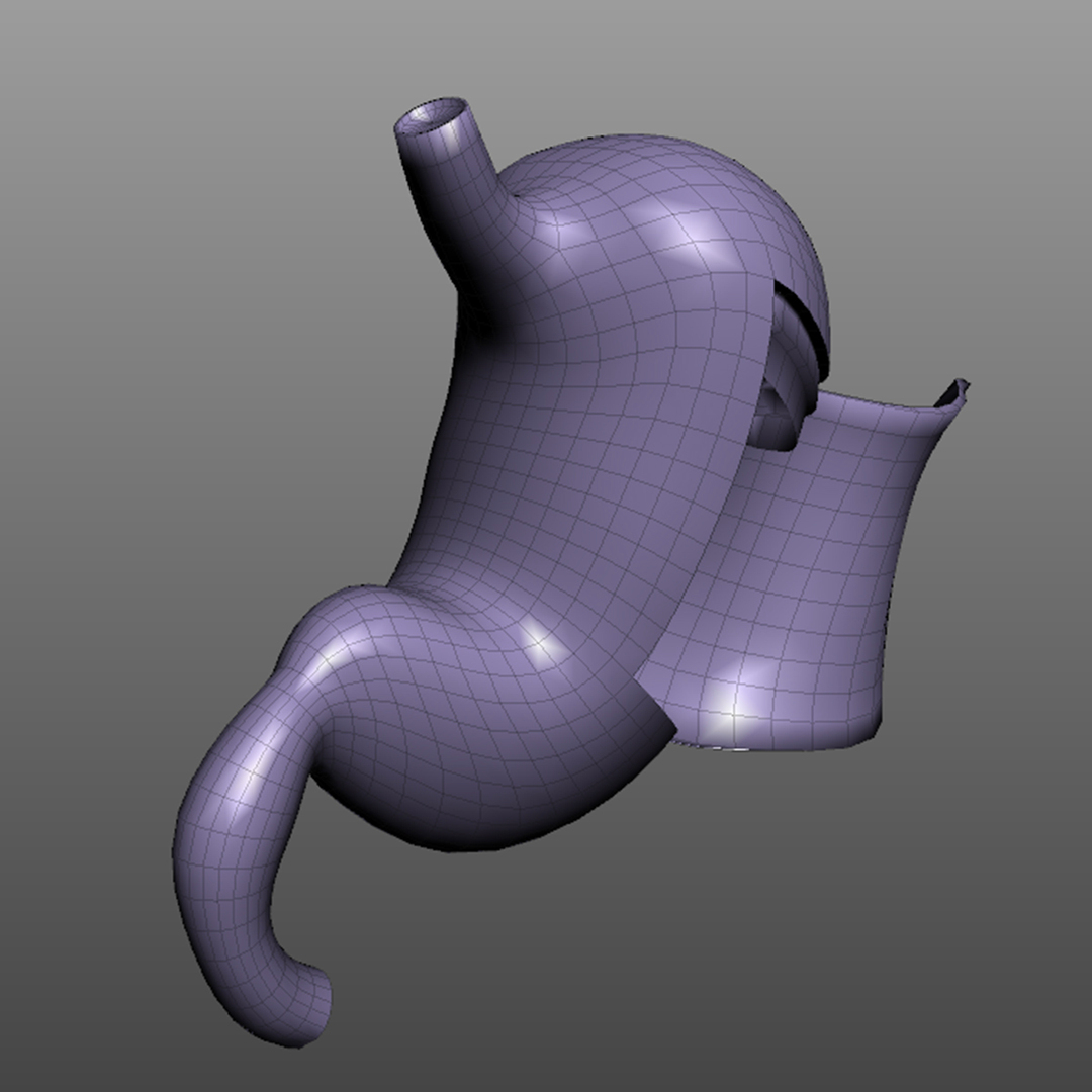 Stomach anatomy 3D model - TurboSquid 1521198