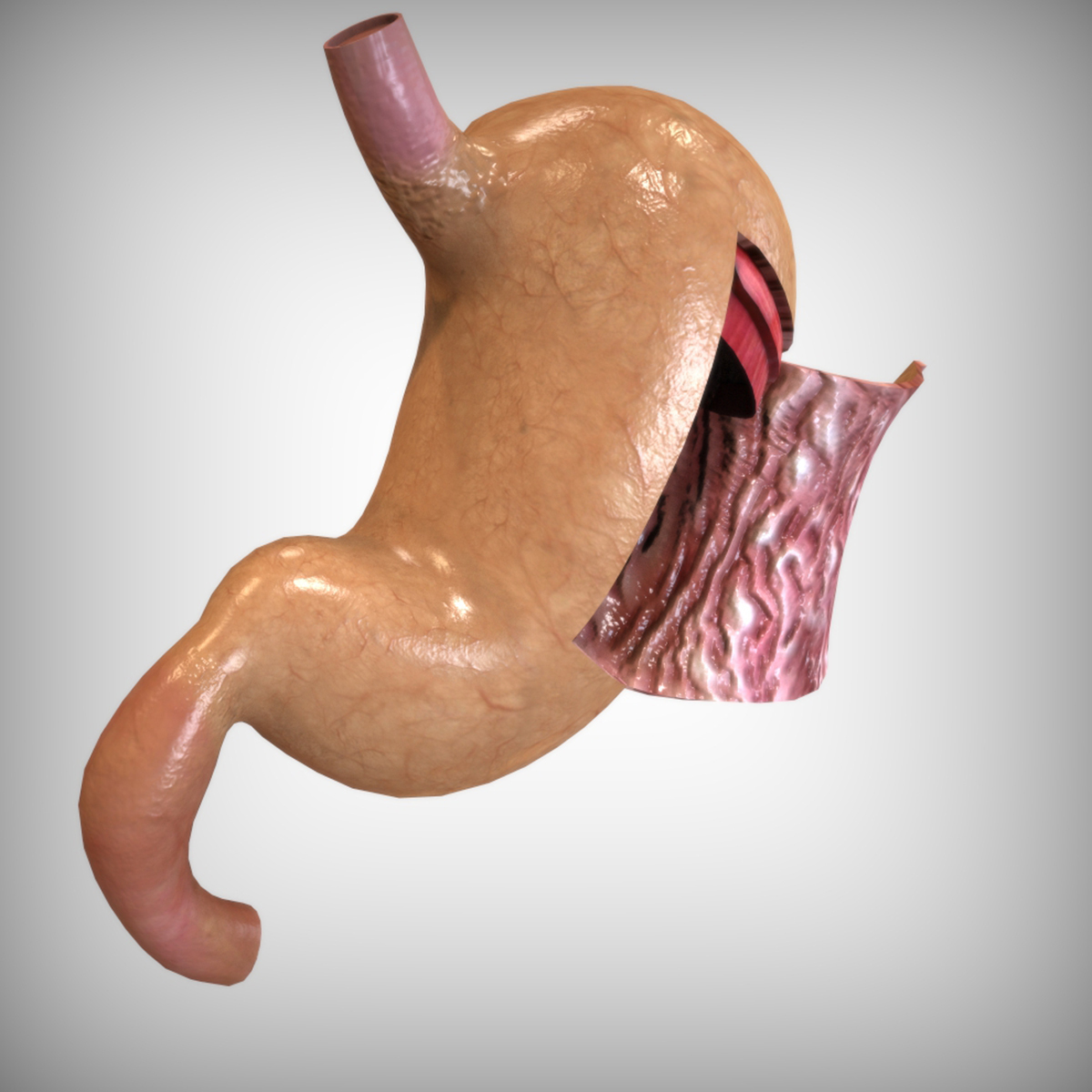Stomach anatomy 3D model - TurboSquid 1521198