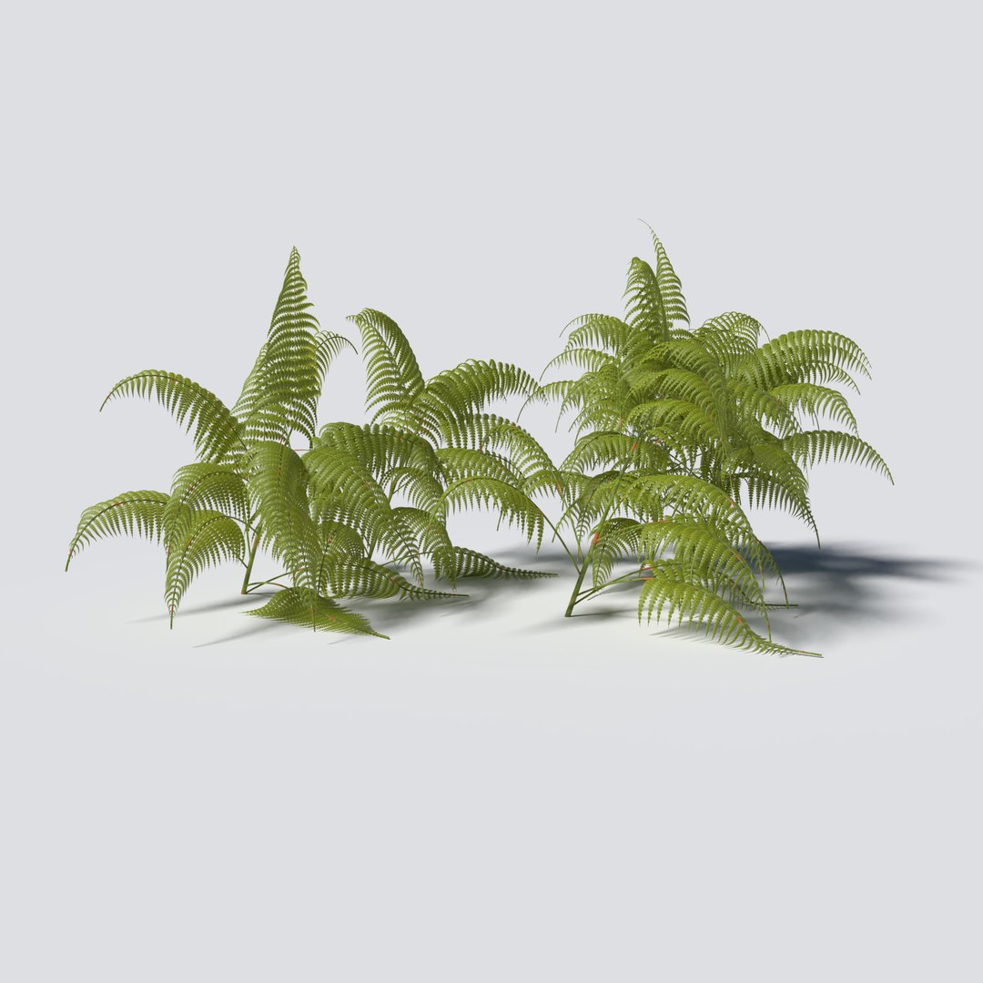 3D Fern Pack - TurboSquid 1343253