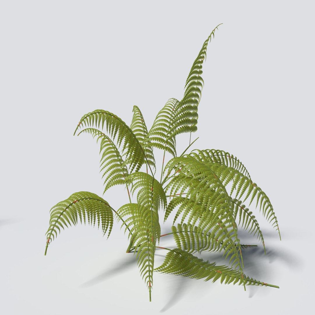 3D Fern Pack - TurboSquid 1343253