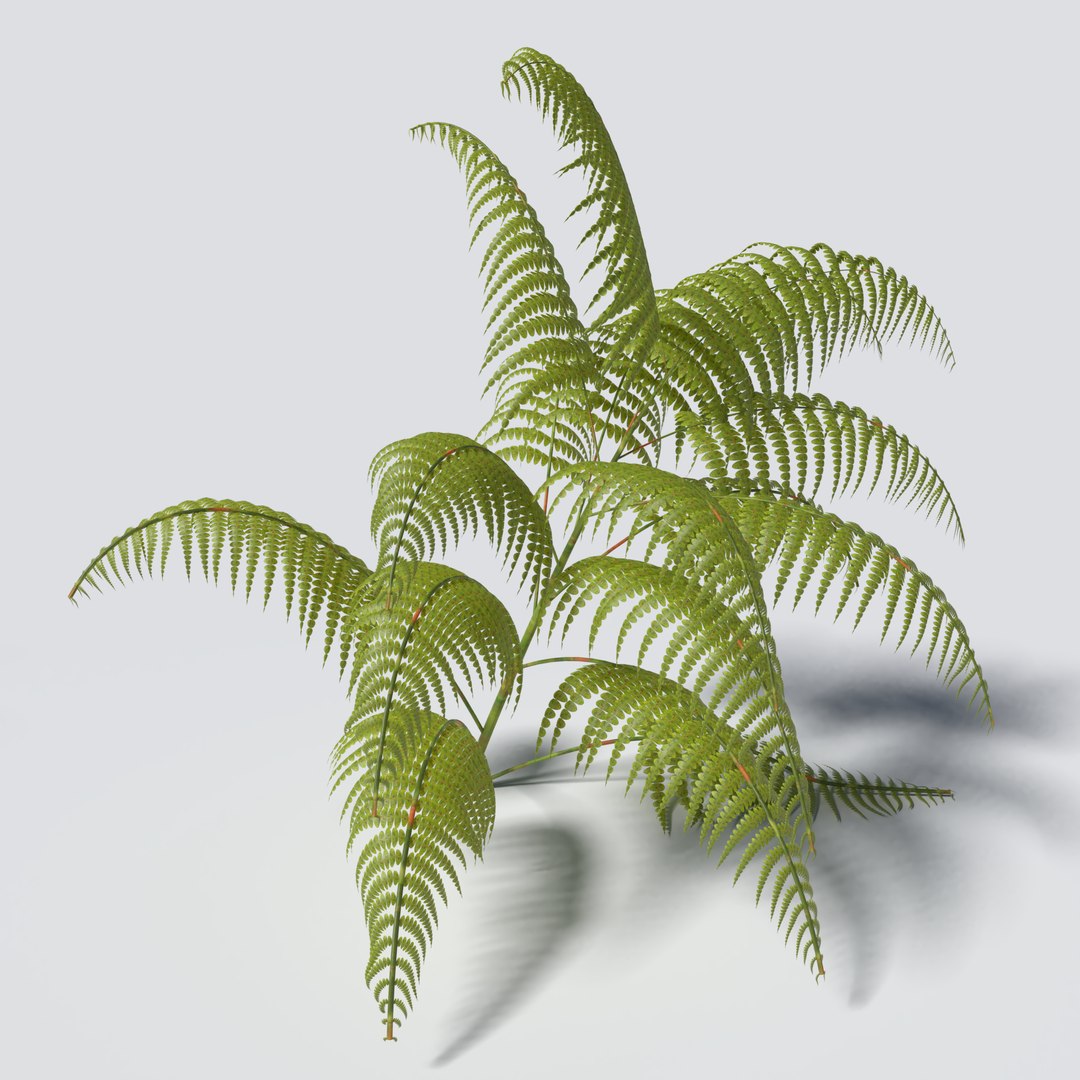 3D Fern Pack - TurboSquid 1343253