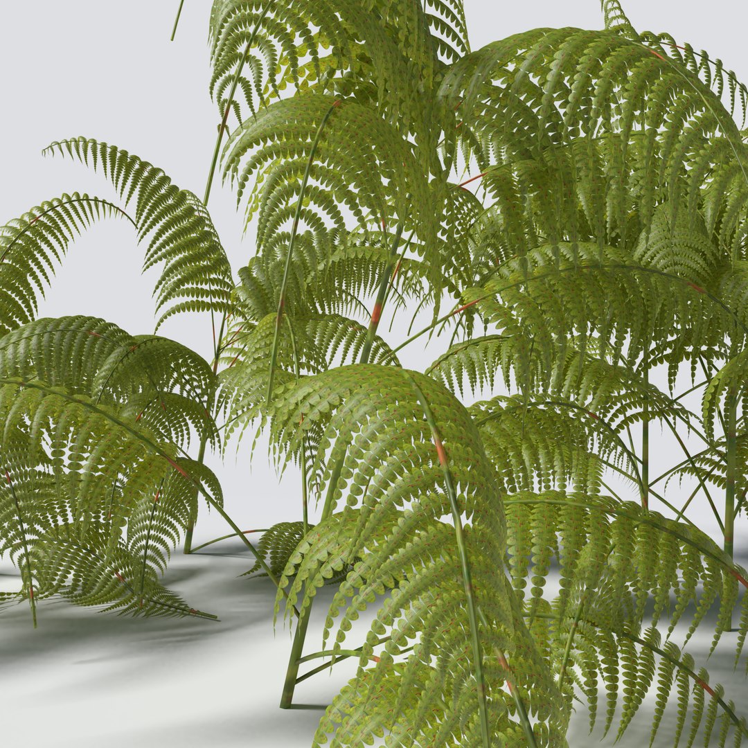 3D Fern Pack - TurboSquid 1343253
