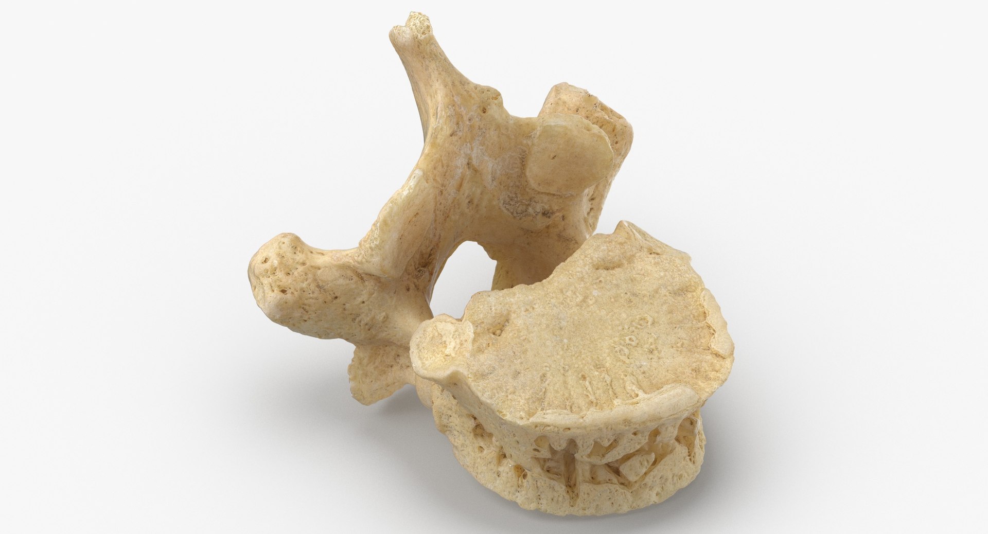 3D thoracic vertebrae th1 th12 - TurboSquid 1588656