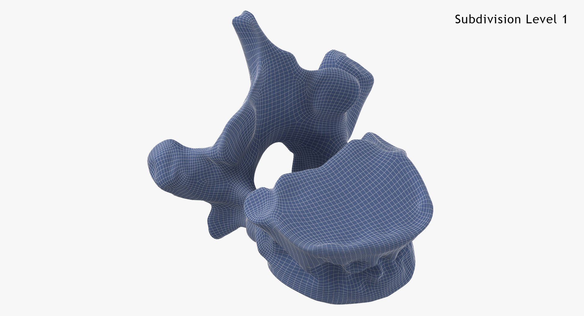 3D Thoracic Vertebrae Th1 Th12 - TurboSquid 1588656