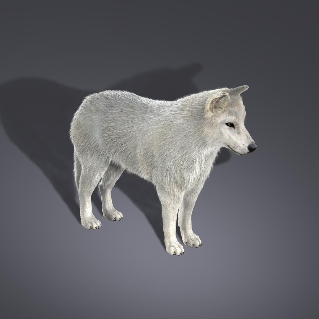 Arctic Wolf Fur 3d Model