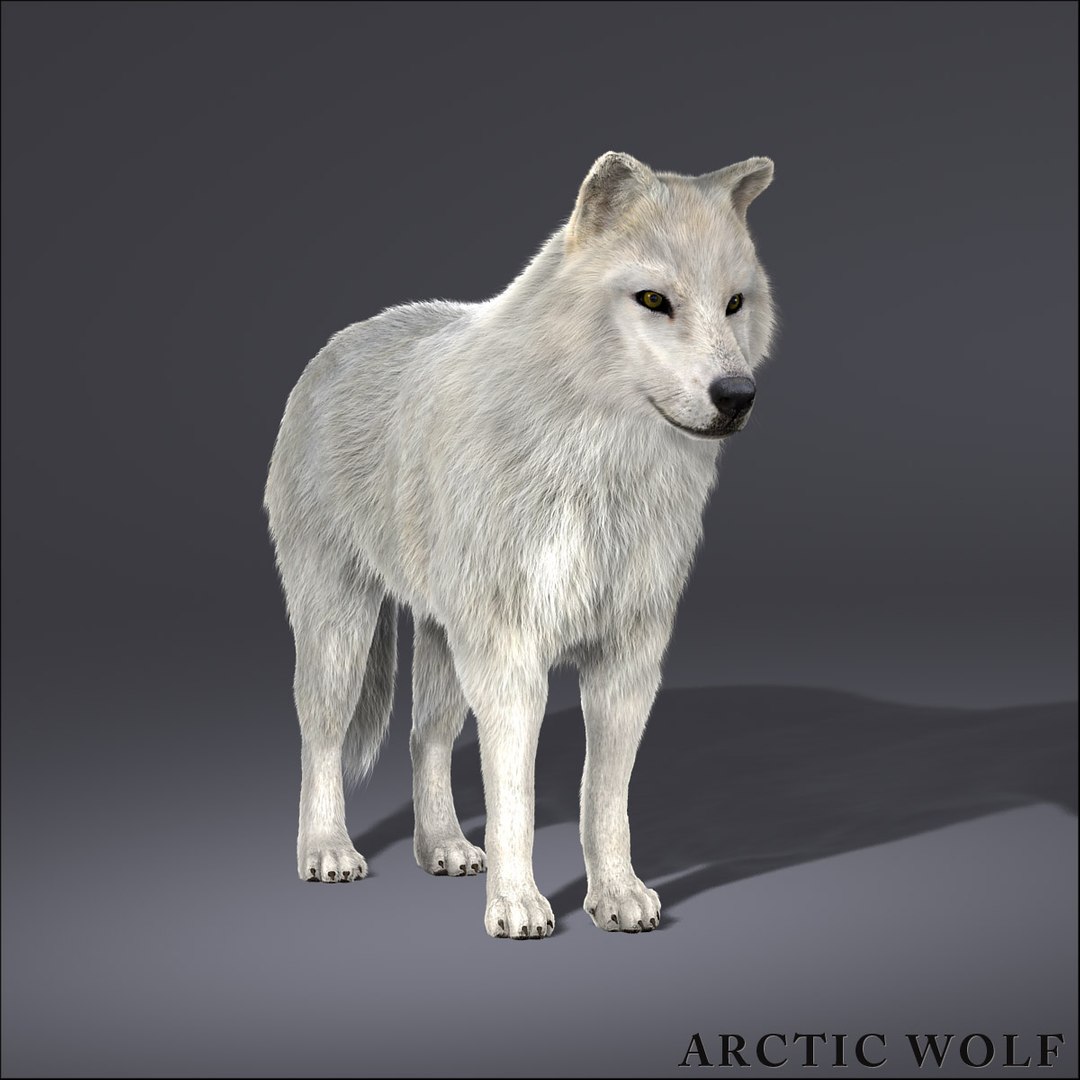 Arctic Wolf Fur 3d Model