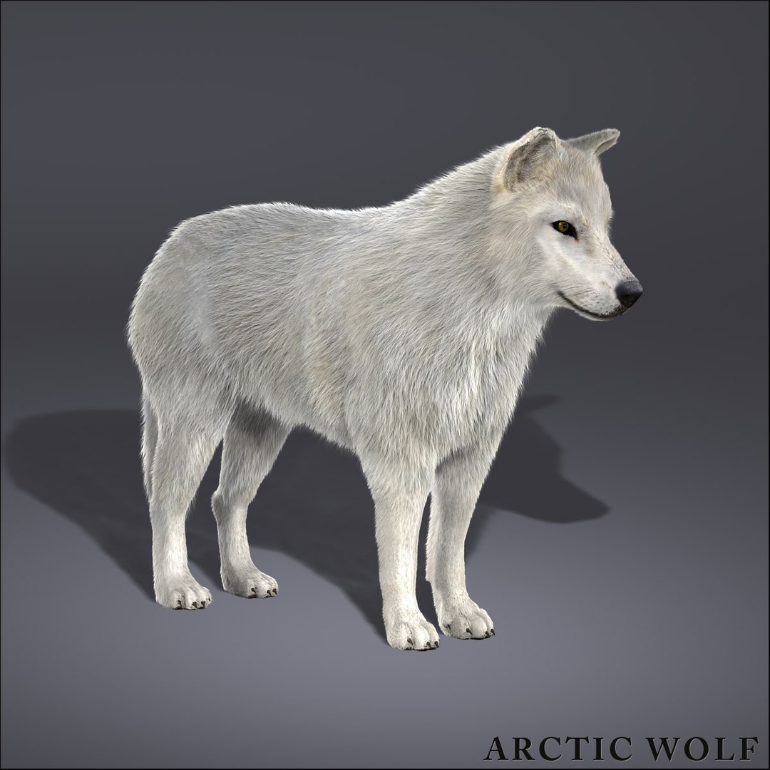 Arctic Wolf Fur 3d Model