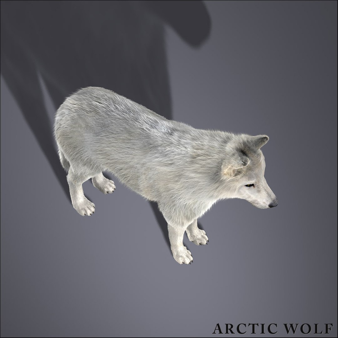 Arctic Wolf Fur 3d Model