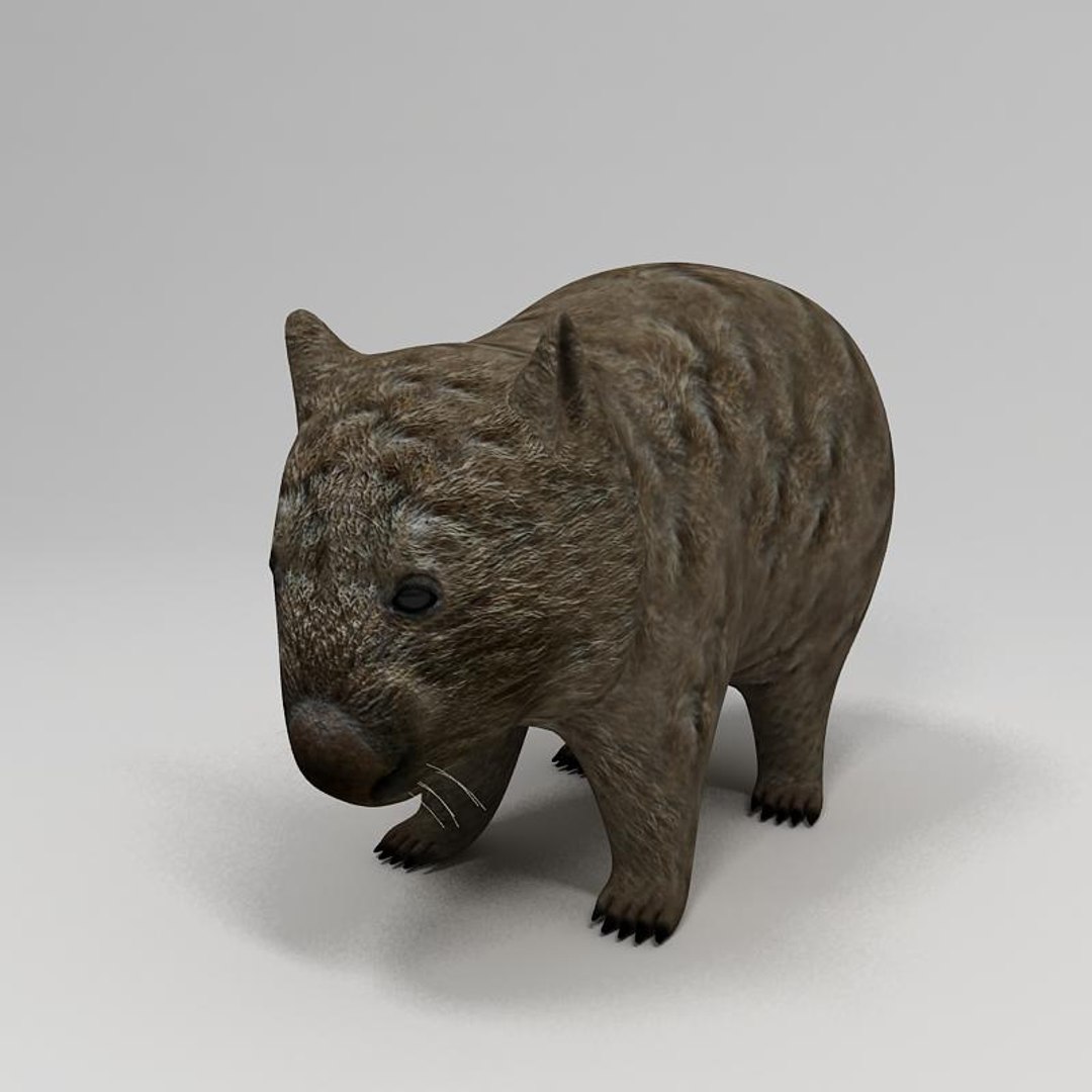 3dsmax Wombat Animals Marsupials