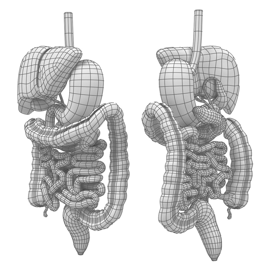 3d model digestive