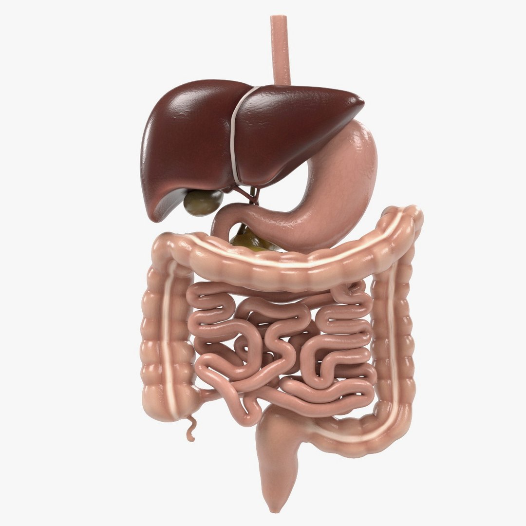 3d model digestive