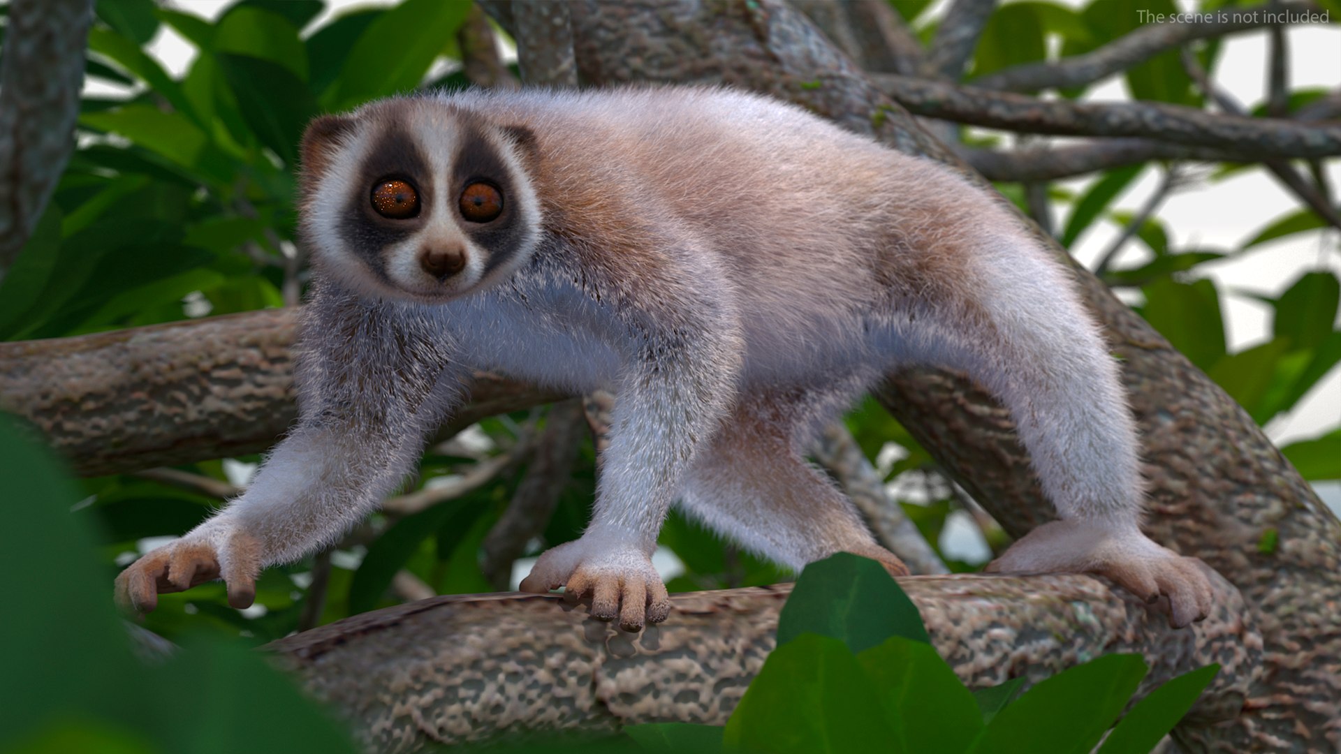 3D Model Bengal Slow Loris Fur Rigged - TurboSquid 2144083