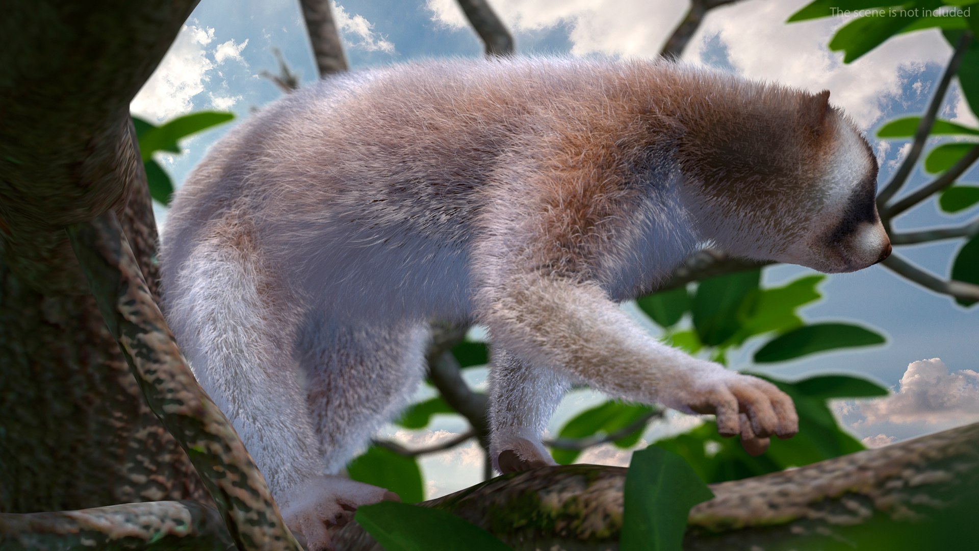 3D Model Bengal Slow Loris Fur Rigged - TurboSquid 2144083