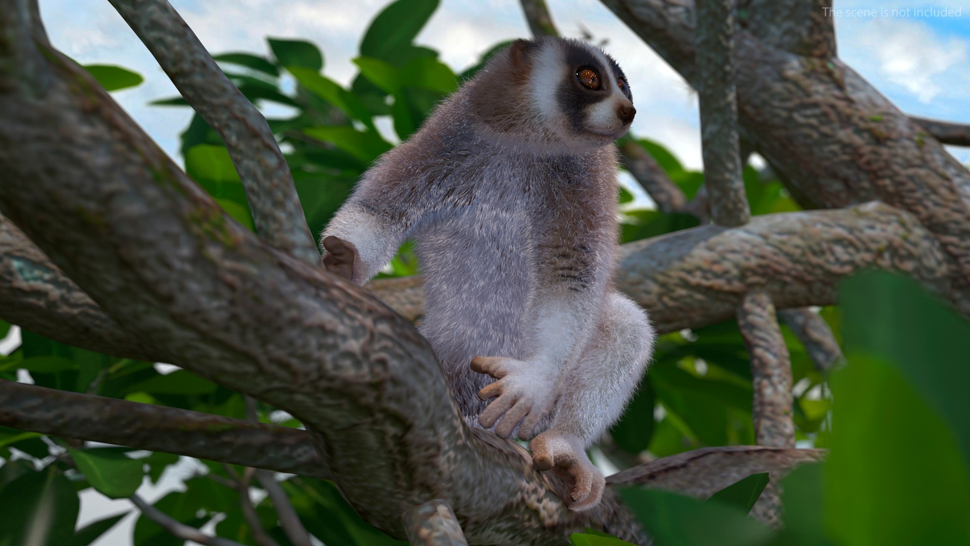 3D Model Bengal Slow Loris Fur Rigged - TurboSquid 2144083