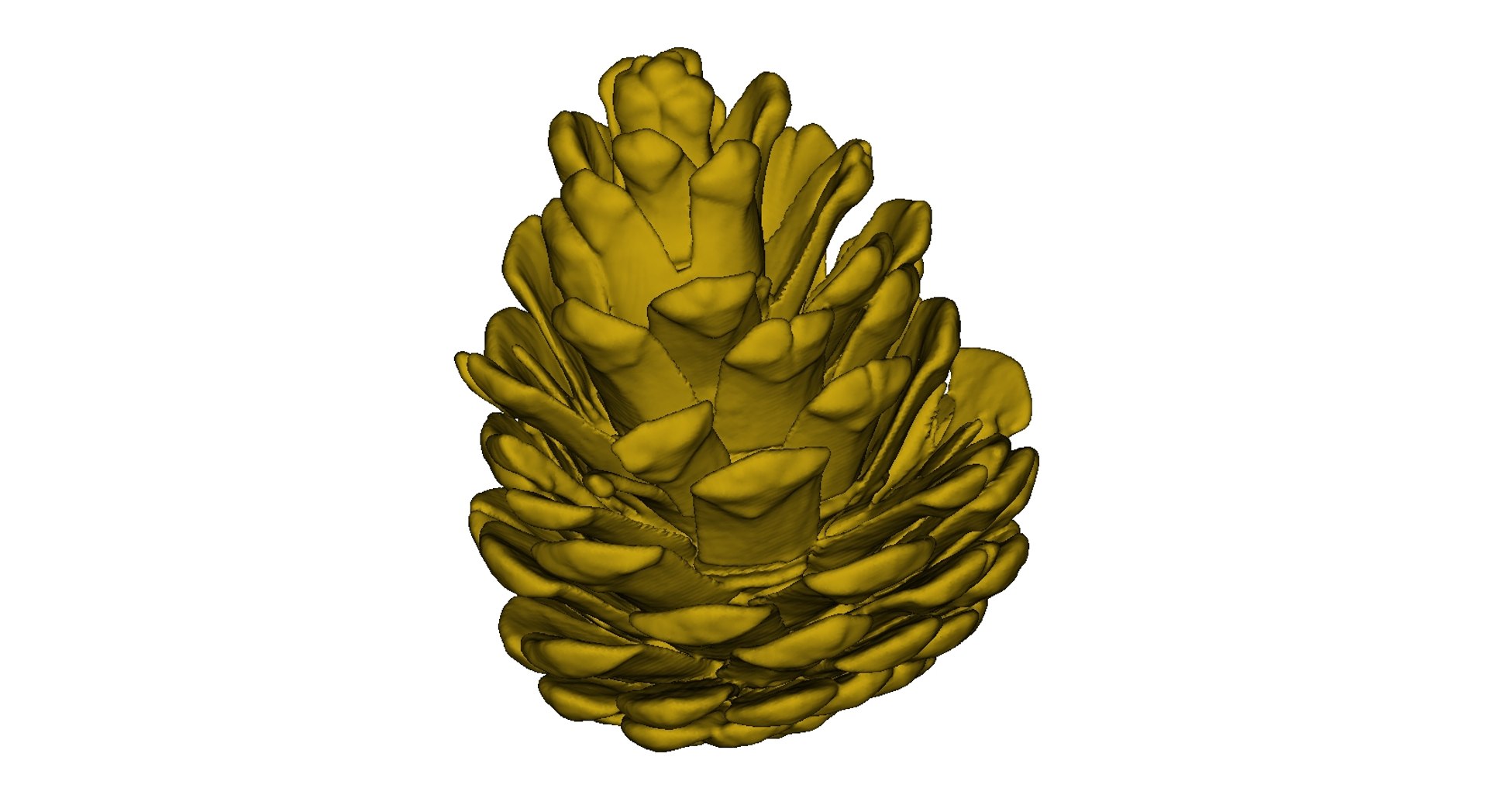 3d pine cone model