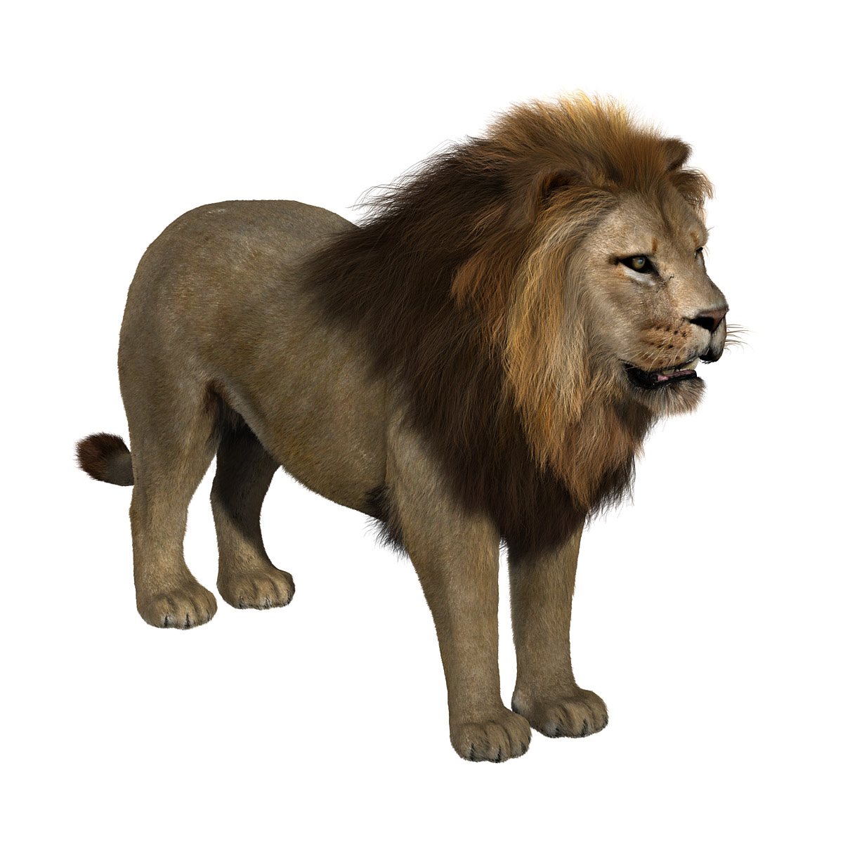 3ds max cat feline