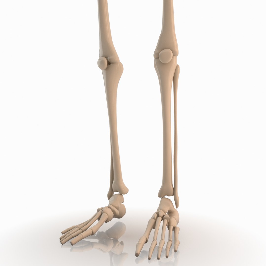 Max Cartoon Skeleton Rigged