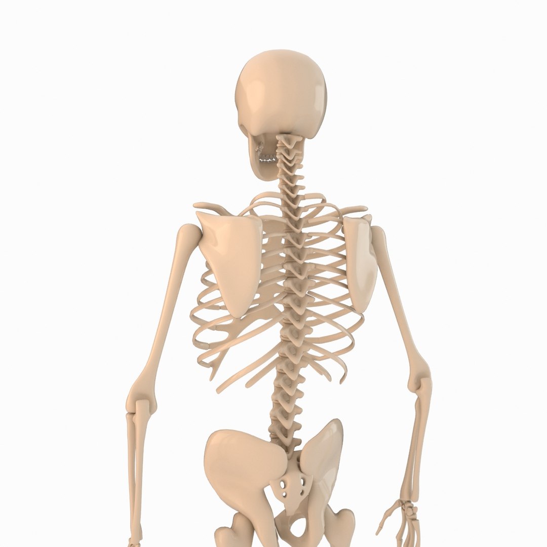 Max Cartoon Skeleton Rigged