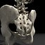 Lung Torso 3d Model