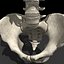 Lung Torso 3d Model