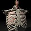 Lung Torso 3d Model
