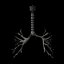 Lung Torso 3d Model