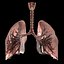 Lung Torso 3d Model