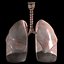 Lung Torso 3d Model