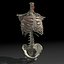 Lung Torso 3d Model