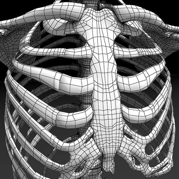 lung torso 3d model