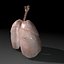 Lung Torso 3d Model
