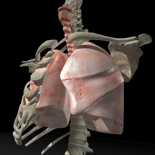 lung torso 3d model