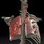 Lung Torso 3d Model