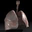 Lung Torso 3d Model
