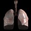 Lung Torso 3d Model