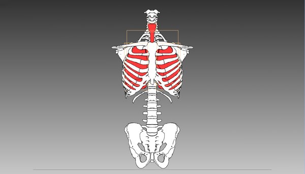 lung torso 3d model