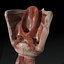 Lung Torso 3d Model