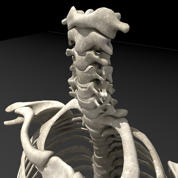 lung torso 3d model