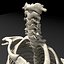 lung torso 3d model