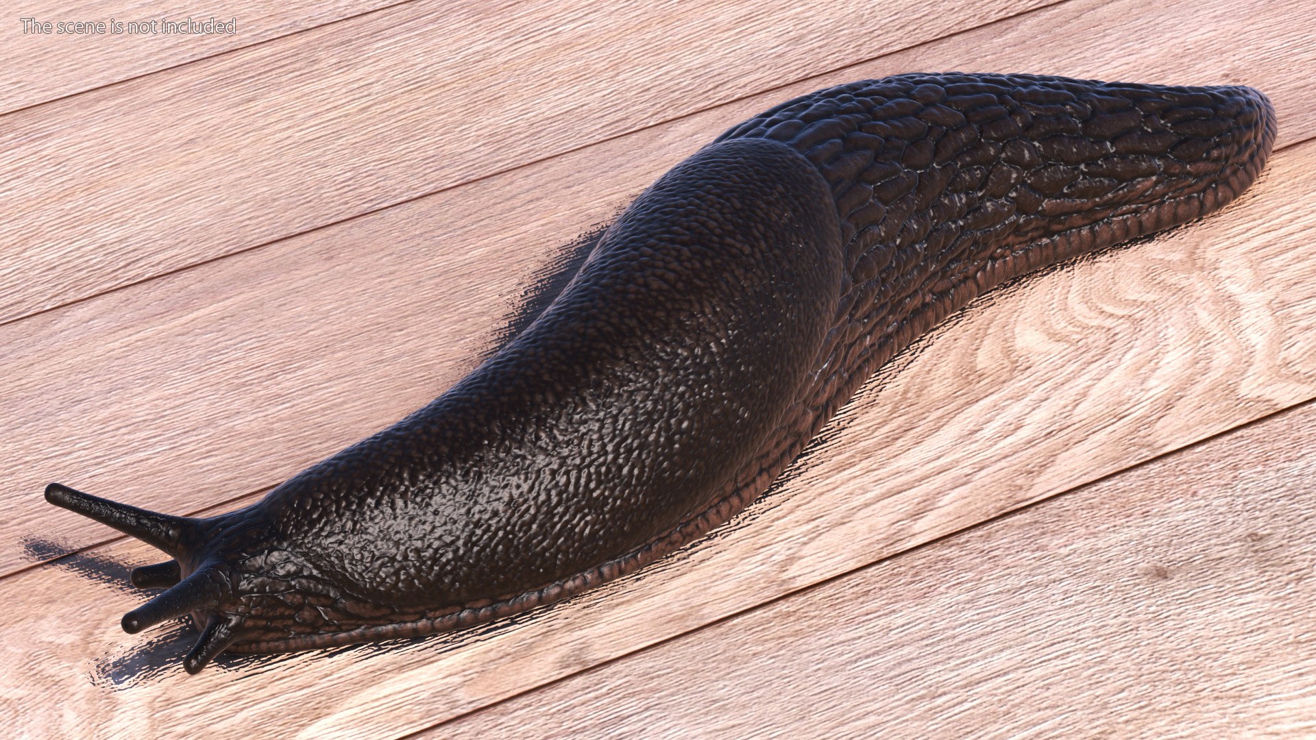 Garden Slug Rigged For Modo 3D - TurboSquid 2018536