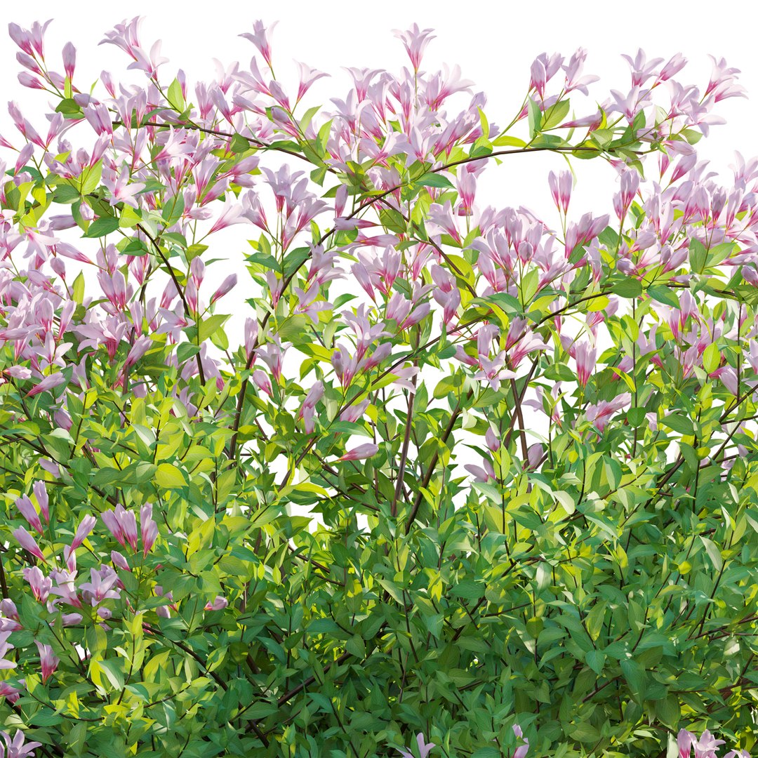 Weigela Florida 01 3D Model - TurboSquid 2396960