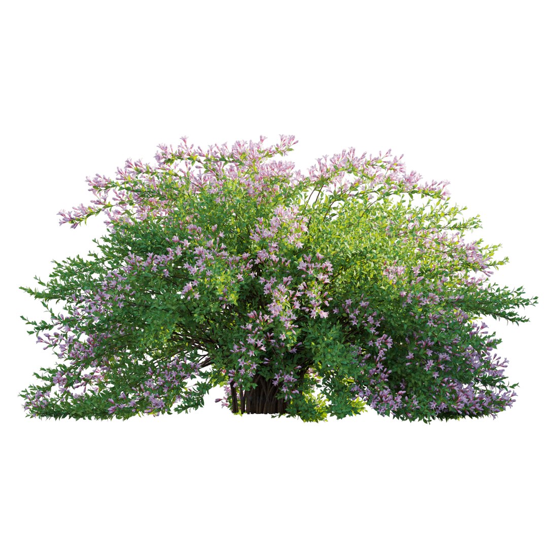 Weigela Florida 01 3D Model - TurboSquid 2396960