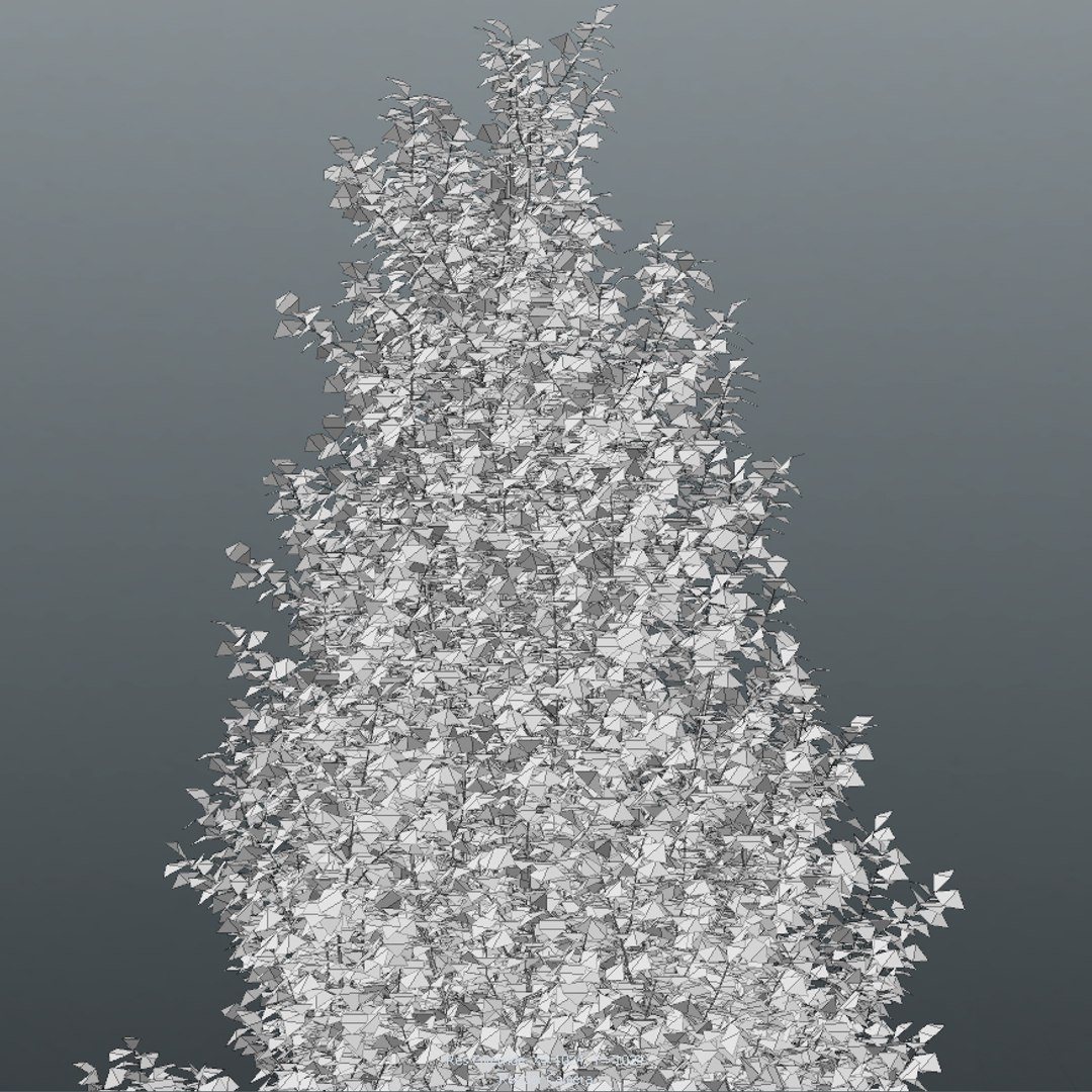3d Model Populus Nigra Poplar Tree
